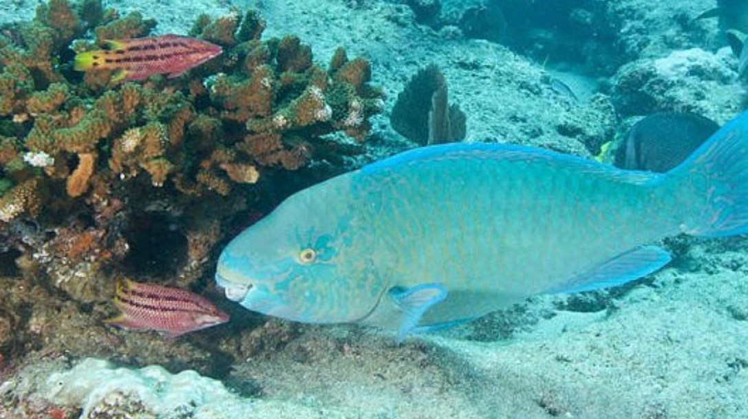 El pez perico, pieza clave de los ecosistemas coralinos - ProgresoHoy