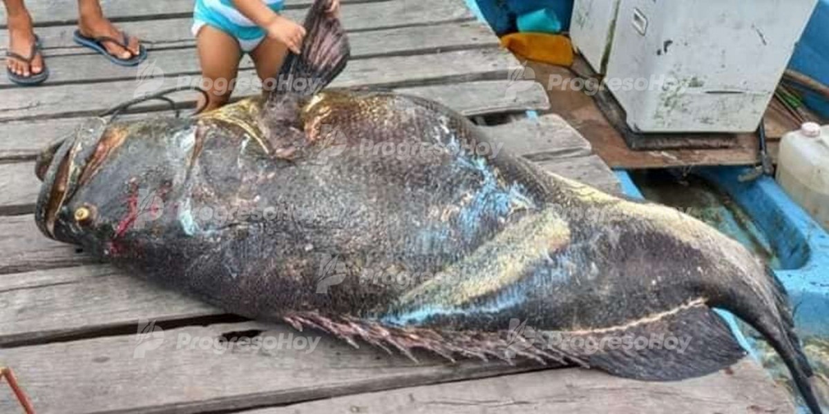 Atrapan enorme cherna de 95 kilos frente a costas de San Crisanto ...