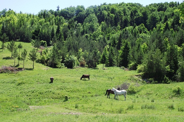 Locuri de vis- JITIA-VINTILEASCA- Valea Râmnicului Sărat- Vrancea ...