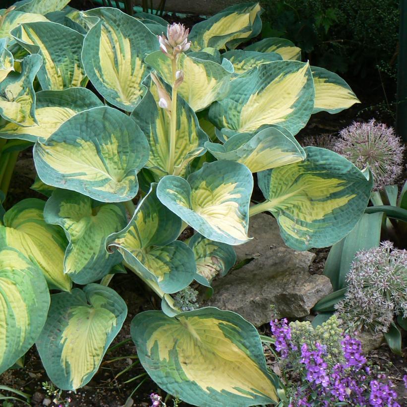 Great Expectations Hosta 1gal Pot Promise Supply