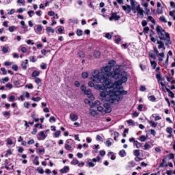 cropped-MNGC.jpg – Studying for Professionals