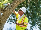 Tree Risk Assessment Pro Tree Service Yuba City