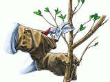 Types Of Pruning Cuts The Complete Pruning Guide