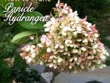 How To Prune Panicle Hydrangeas The Complete Pruning Guide