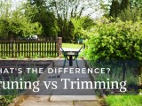 Pruning Versus Trimming What S The Difference The Complete Pruning