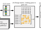 Bayesian Linear Regression Gene Set Analyses Using Bayesian Models