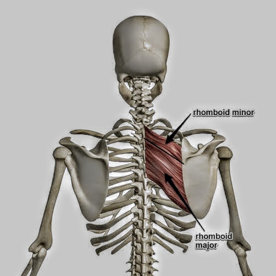 Rhomboid minor muscle - PT Master Guide