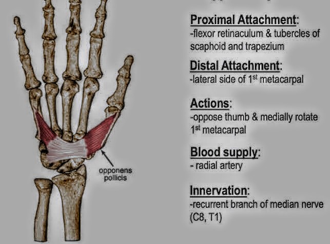 Opponens pollicis muscle - PT Master Guide