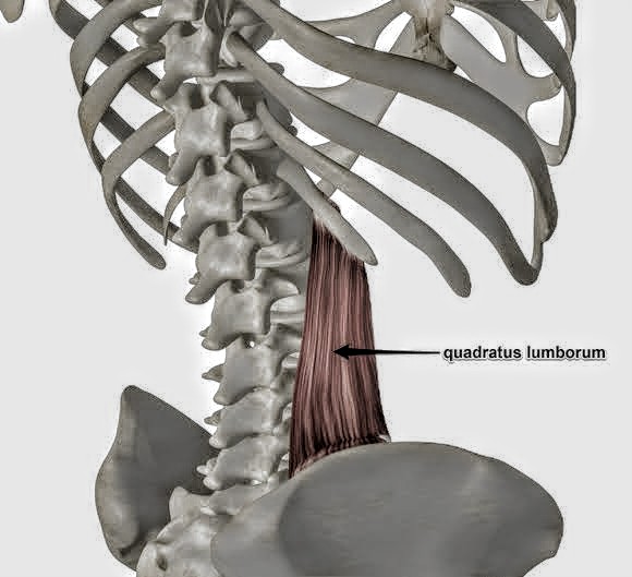Quadratus lumborum muscle - PT Master Guide