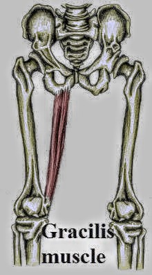 Gracilis muscle - PT Master Guide