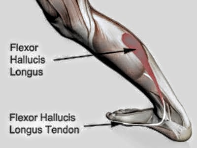 Flexor Hallucis Longus Muscle - PT Master Guide