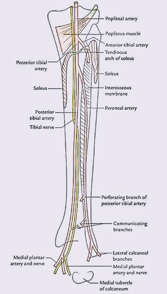 Branches of Peroneal artery - PT Master Guide