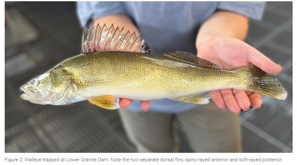 Idaho Dealing With Increasing Numbers Of Salmon Eating Non-Native ...