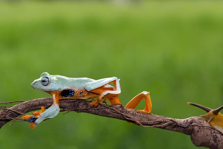 Lazy Frog Hitches Free Ride On Snail, And It's Just Too Adorable