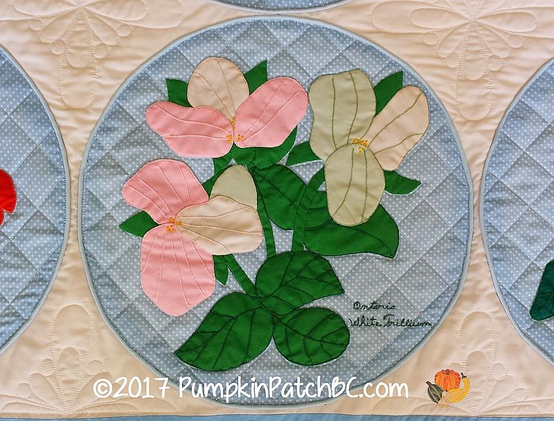 Canadian Flowers - Pumpkin Patch