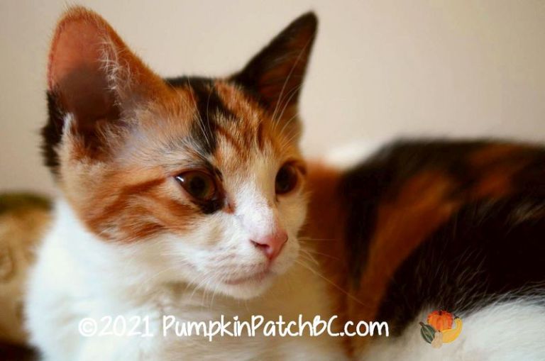 Pumpkin Patch Bc 7013