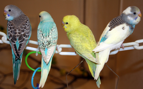 Budgie Parakeet Baby Pictures (2011 Round 1)