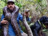Python Hunting Florida Python Cowboy Guided Python Hunts