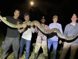 Wild Hog Hunting Florida With Python Cowboy