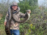 Python Hunting Florida Python Cowboy Guided Python Hunts