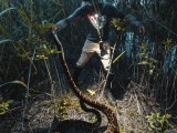Florida Everglades Python