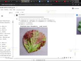 Python Opencv Leaf Disease Detection Safeguard Your Green Haven