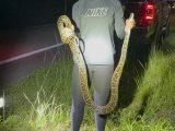 Home Pythonhunting