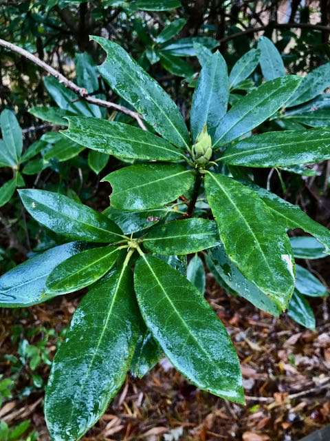 POTA Field Report: Coffee & QRP at Tuttle Educational State Forest | Q ...