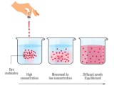 Diffusion Quickbytes Education General Biology