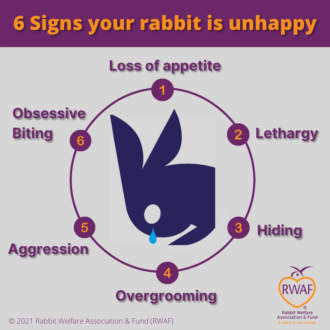 Owner Resources | Rabbit Welfare Association & Fund (RWAF)