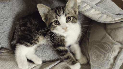 Meet the 'B' Kittens: Hilarious Babies Need Fun Furever Homes | Racine ...