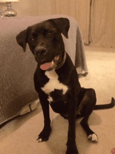 Meet Muddy: It's Clear He Needs a Furever Home | Racine County Eye