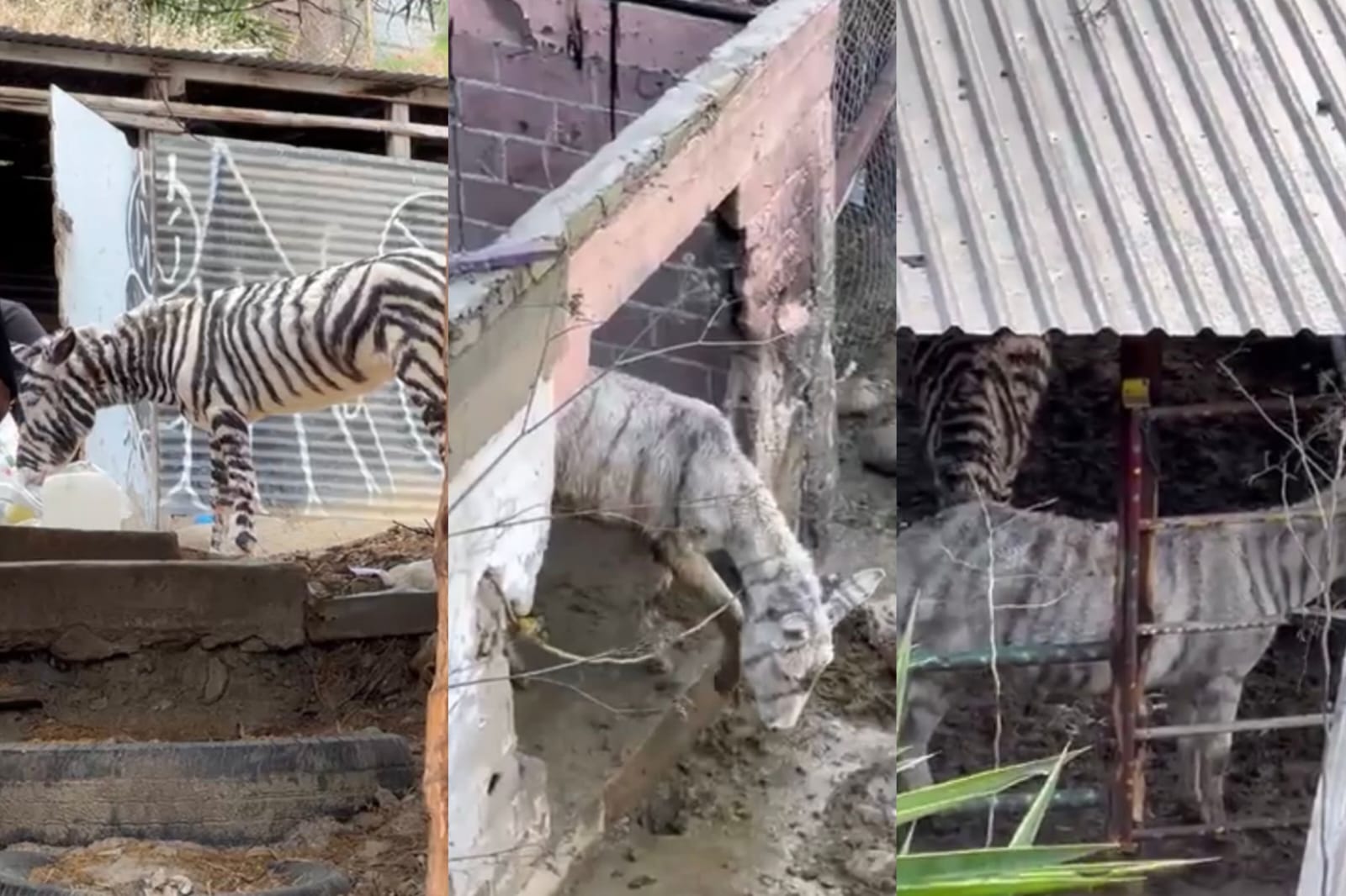 Rescatan a siete “burro-cebras” en Tijuana