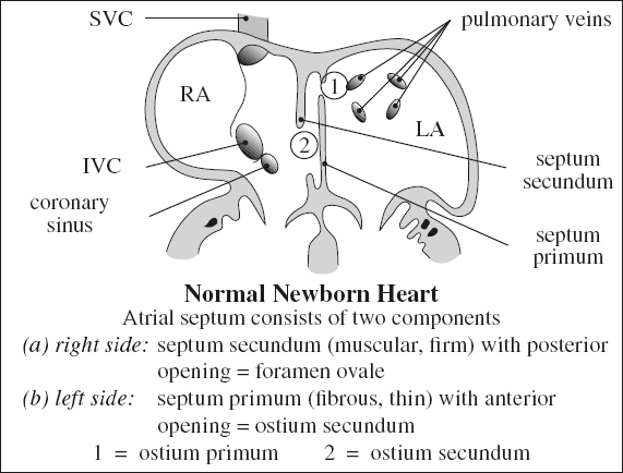 Anatomy | Radiology Key