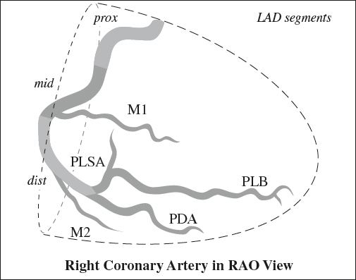 Anatomy | Radiology Key