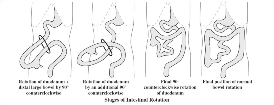 and Function of Abdomen and Gastrointestinal Tract | Radiology Key