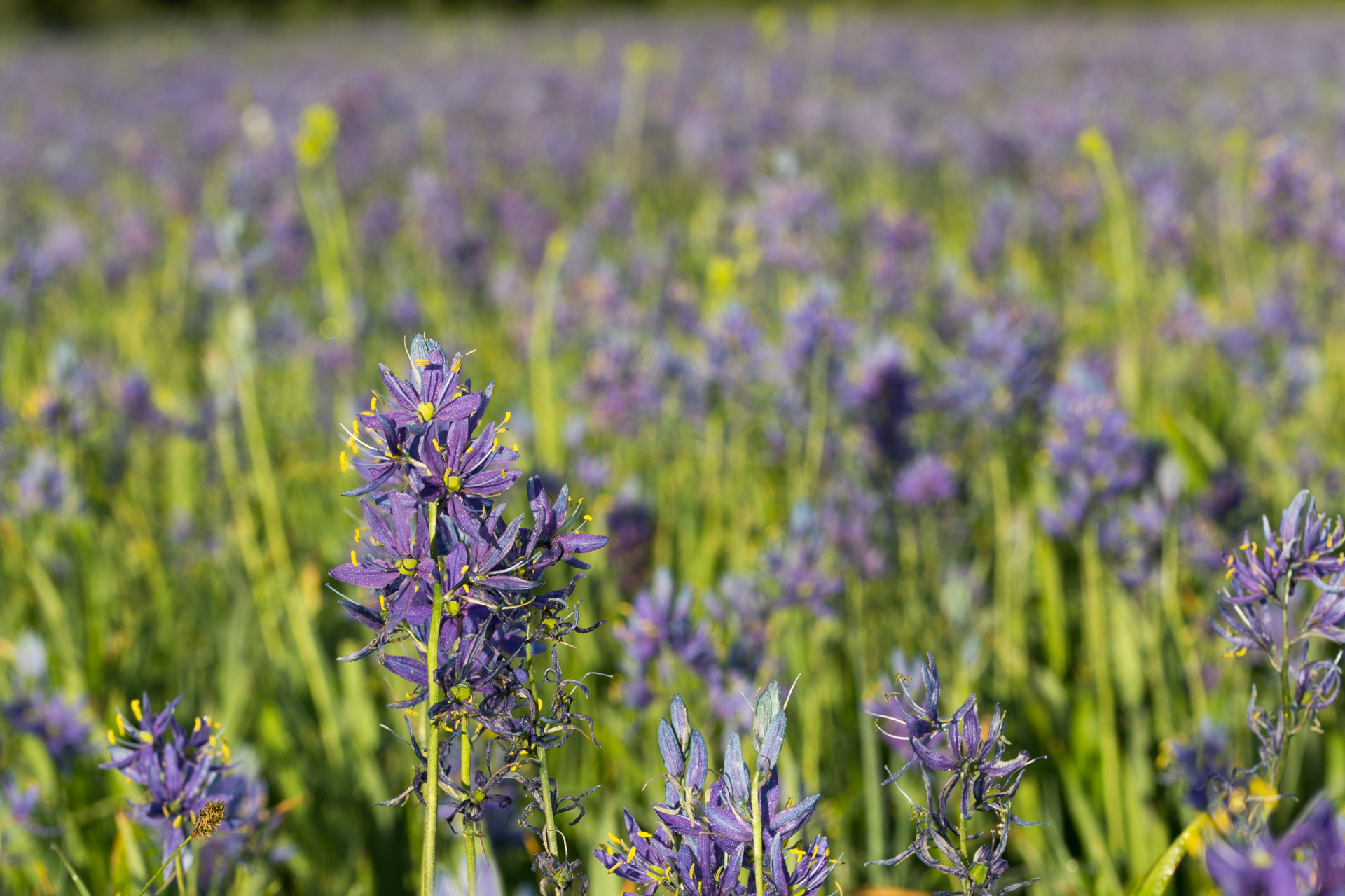 Camas in Bloom at Packer Meadows - RadleyIce
