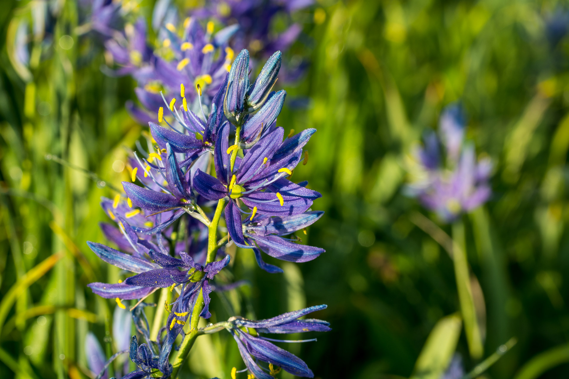 Camas in Bloom at Packer Meadows - RadleyIce