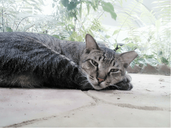 RI’s Feline Familiars – The “RJ Cats” – Raffles Press