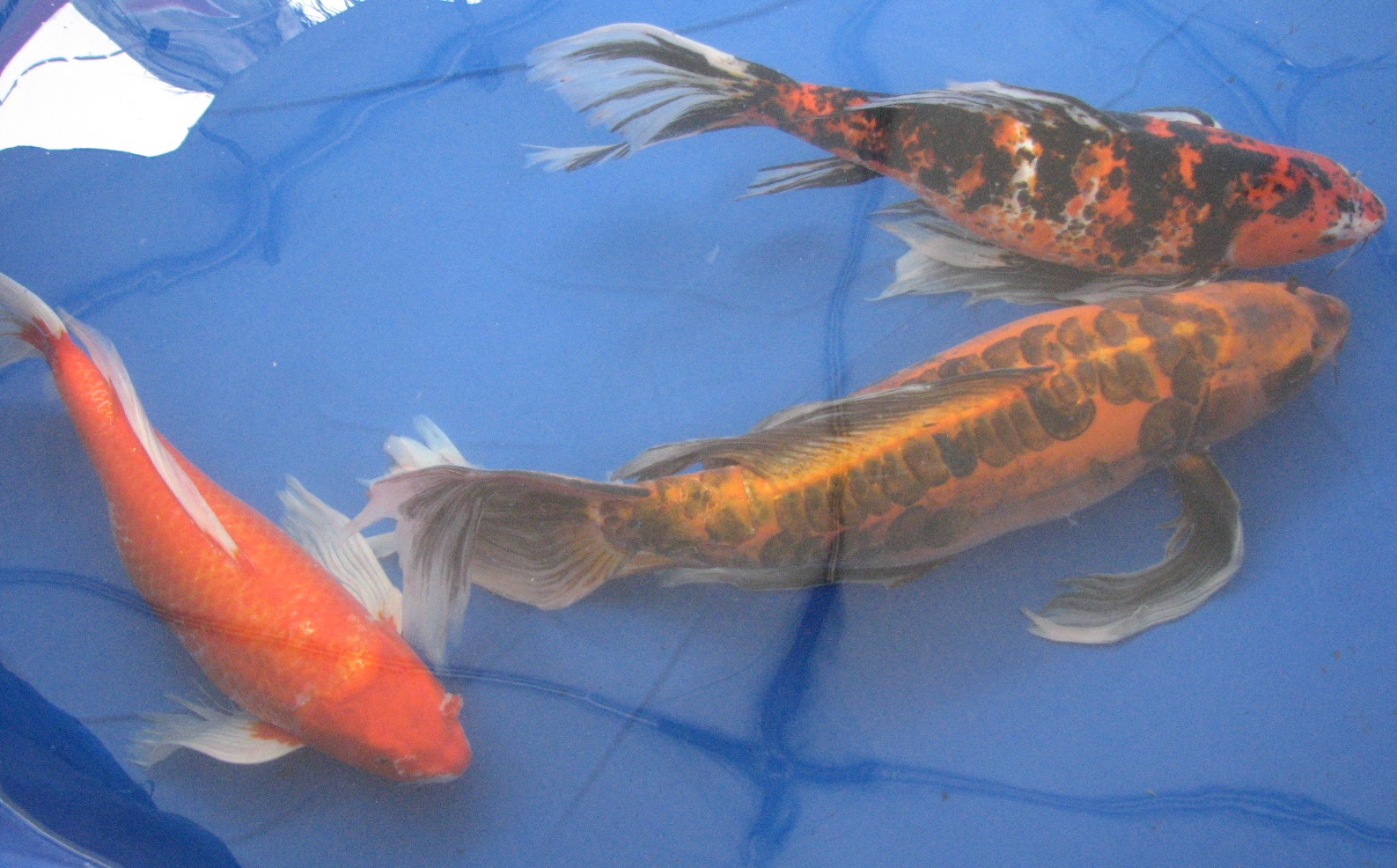 Matsuri in Monterey Park - Rafu Shimpo