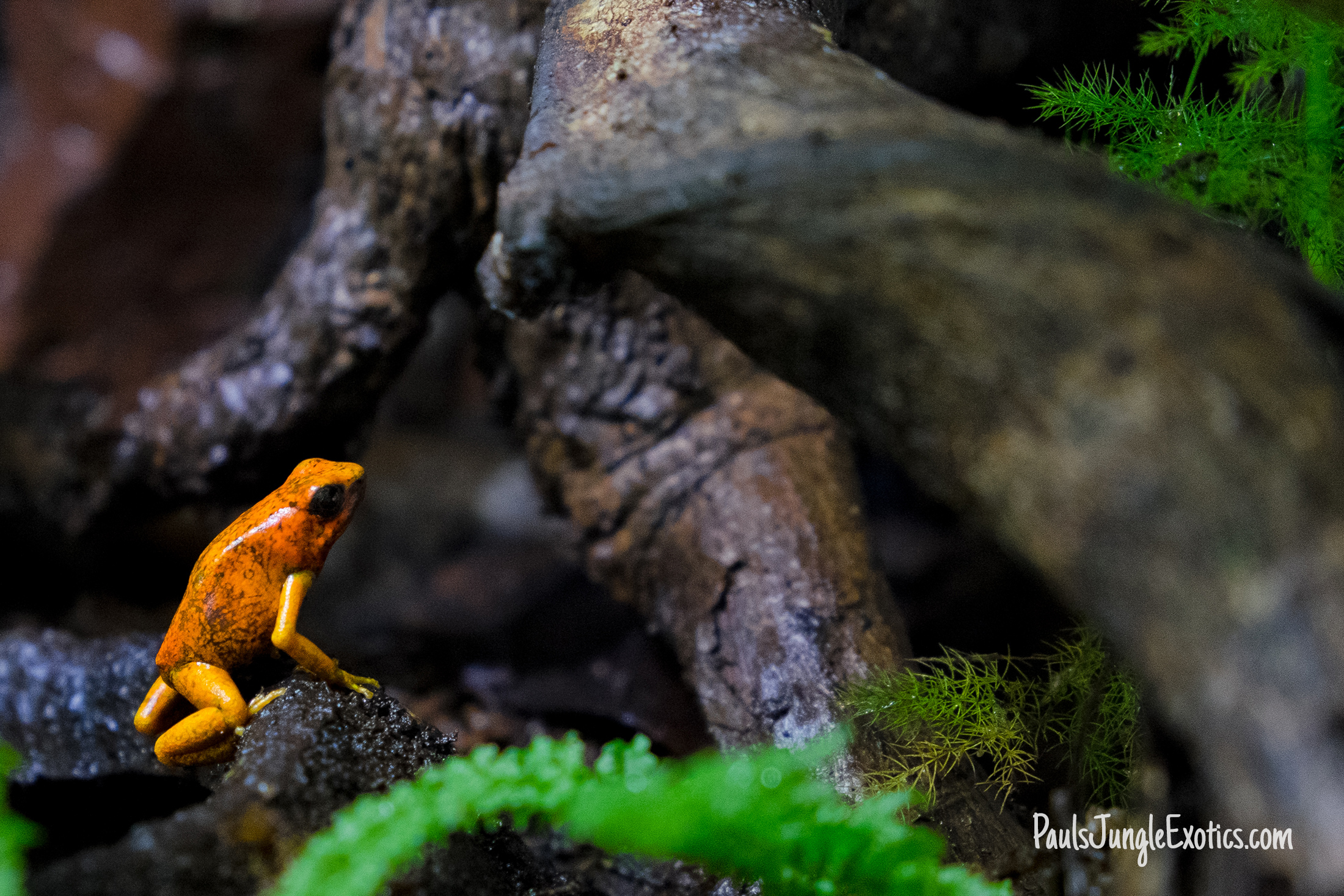 Oophaga Sylvatica "San Lorenzo" – Rainforest Concepts