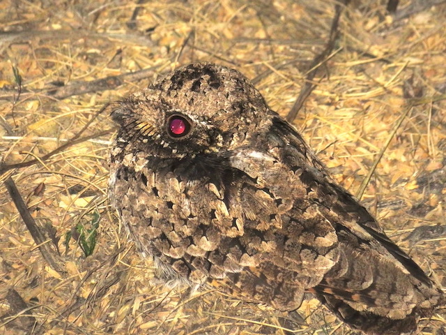 Common Poorwill In Flight