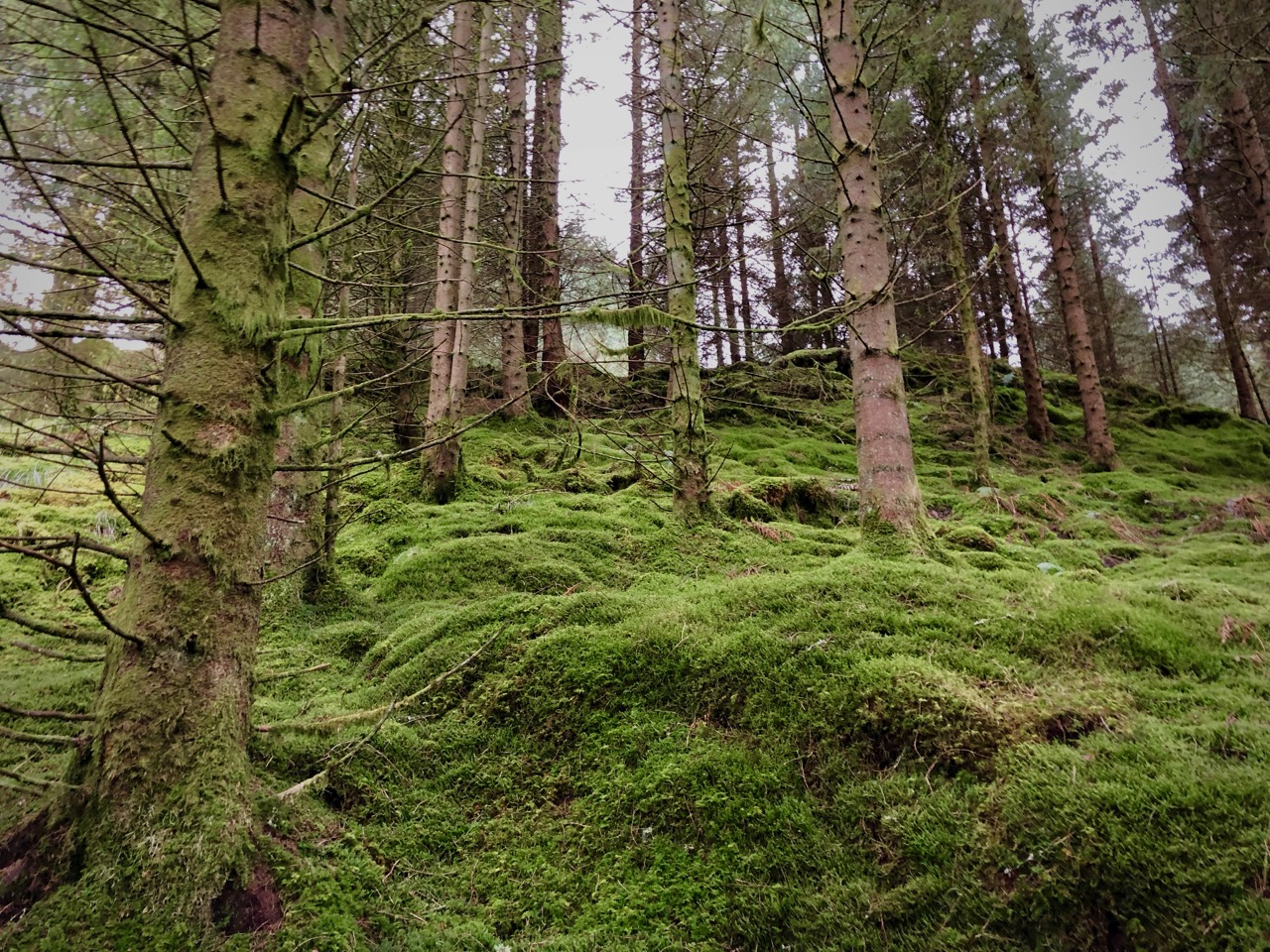 Craik Forest – The Rambling Scot