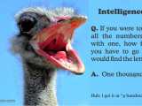 Intelligence Test