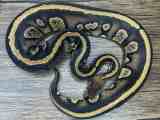 10 Most Expensive Snakes You Can Own Rarest Org