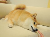Github Dogescript Dogescript Loader So Webpack Much Dogescript