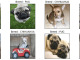 What Breed Is That Puppy Dog Breed Classification Using Convolutional