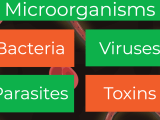 Microorganisms Rd Boot Camp
