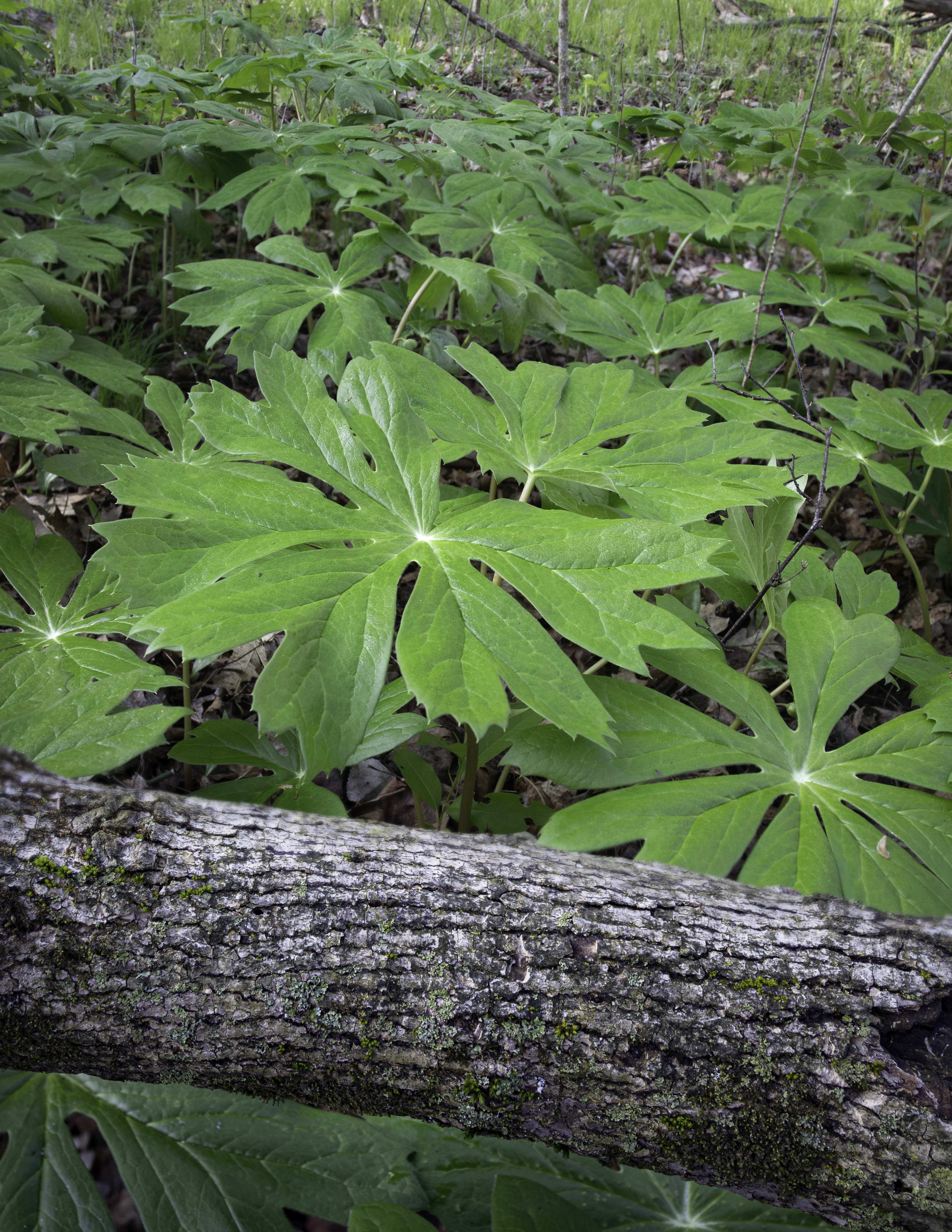More shots from Seidman Park – Photography by Rodney Martin