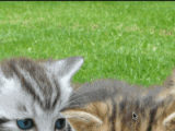 A Photo Viewer For React Native Reactscript